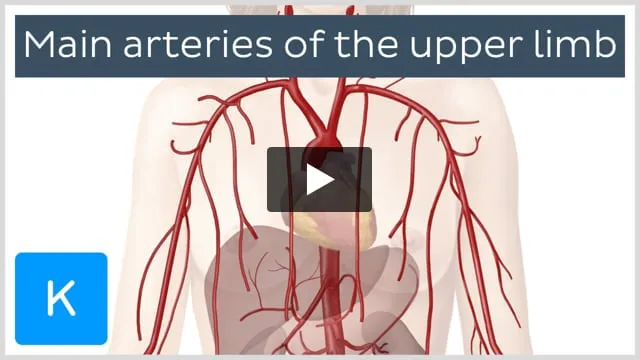 视频：Main arteries of the upper limb | Kenhub