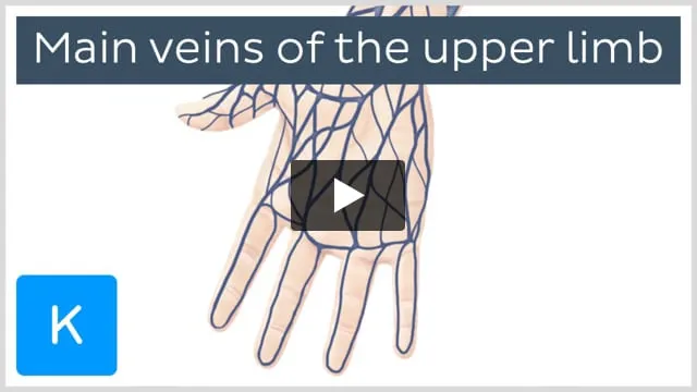 视频：Main veins of the upper limb | Kenhub