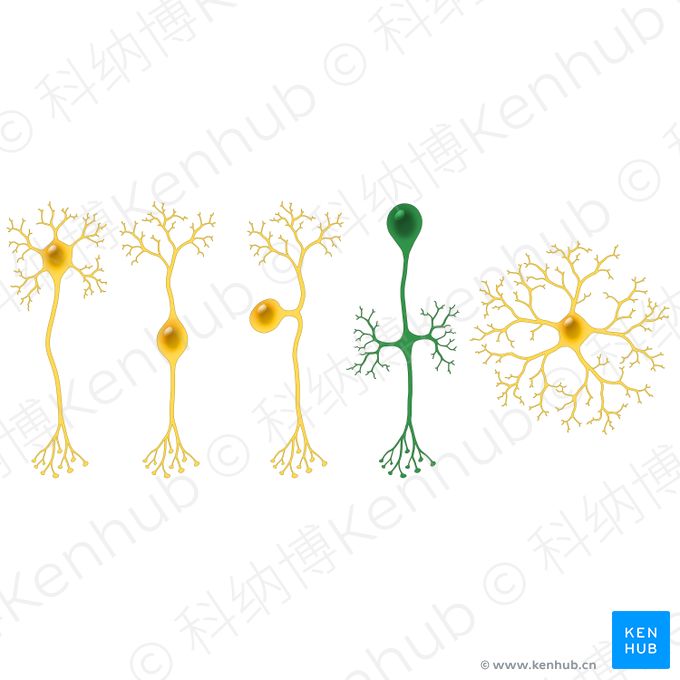 脑，脊髓和周围神经系统解剖学 | Kenhub