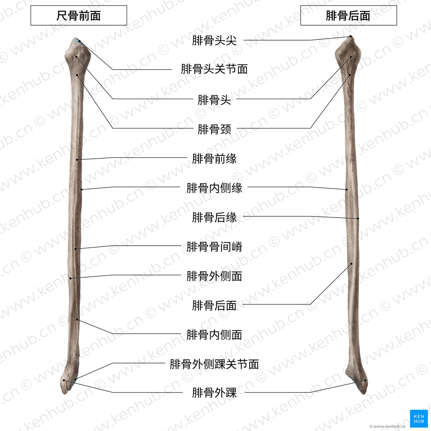 下肢解剖学：骨骼、肌肉、神经支配和血管 | Kenhub