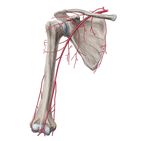 视频：Main muscles of the upper limb | Kenhub