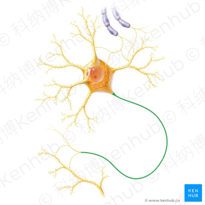脑，脊髓和周围神经系统解剖学 | Kenhub
